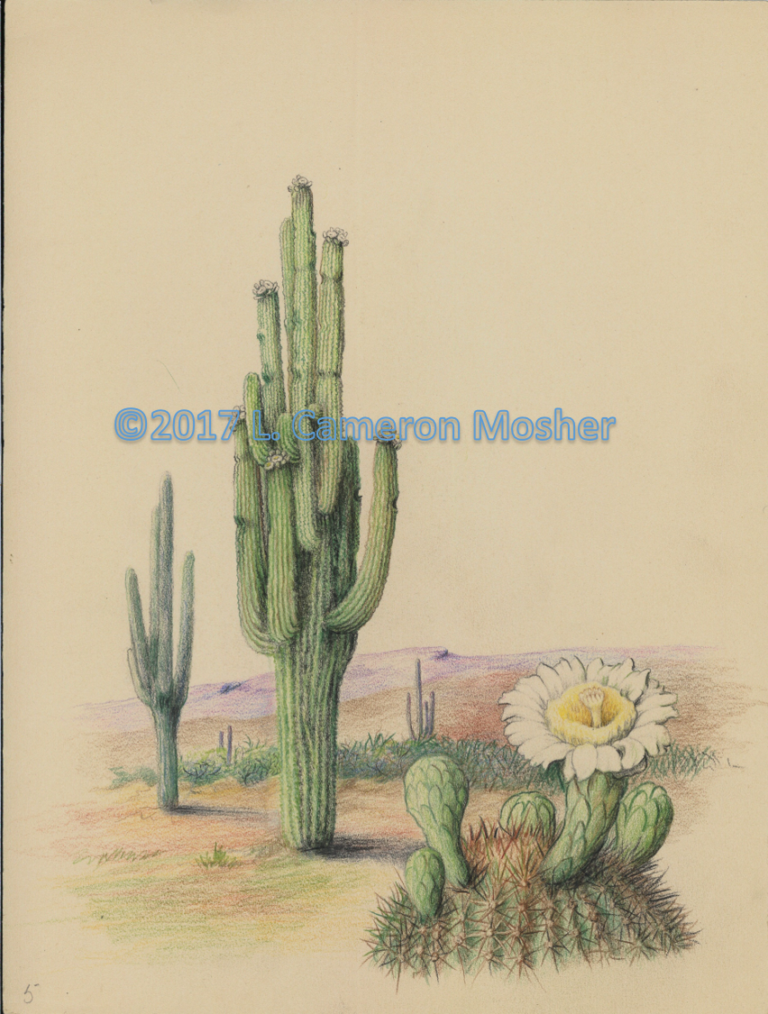 Gallery – Cora Mosher Floral Art