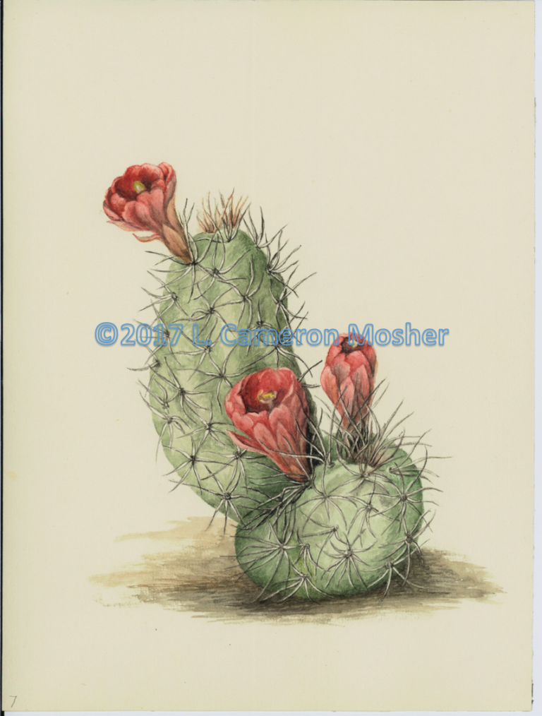 Gallery – Cora Mosher Floral Art