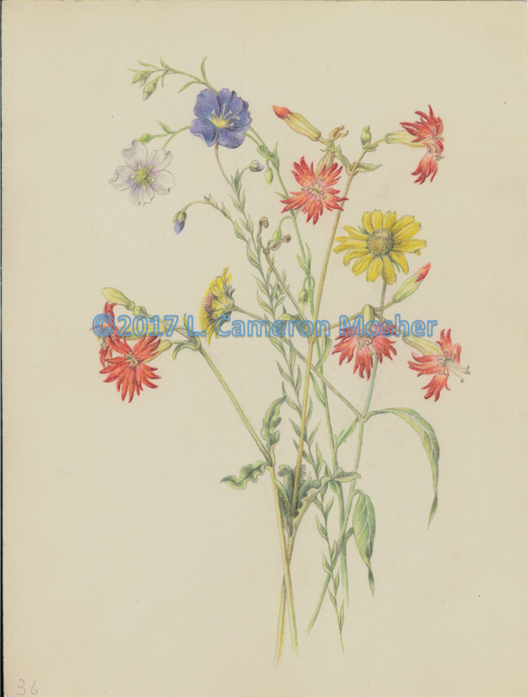 Gallery – Cora Mosher Floral Art