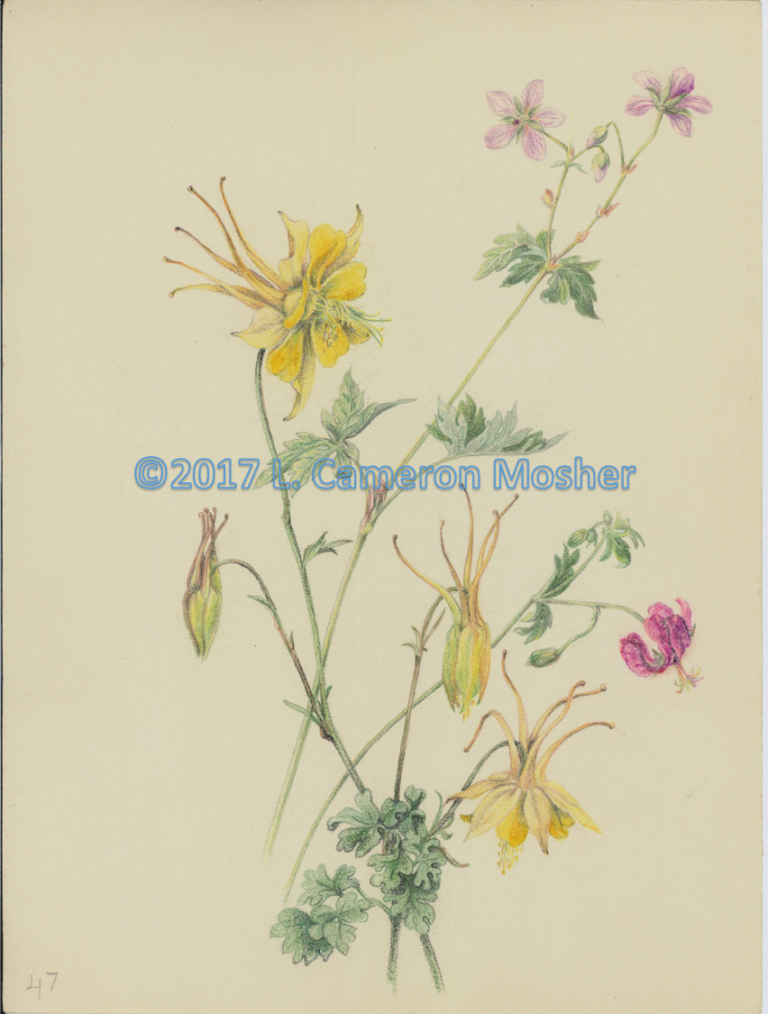 Gallery – Cora Mosher Floral Art