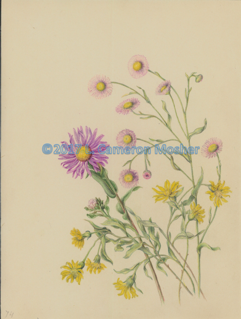 Gallery – Cora Mosher Floral Art