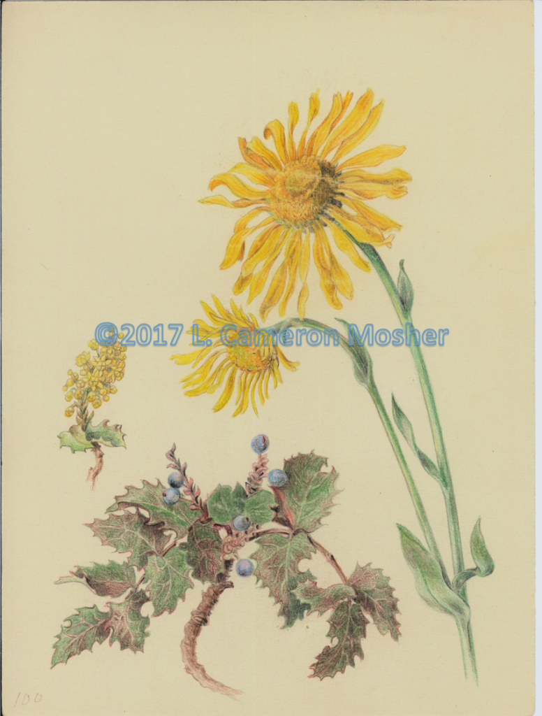 Gallery – Cora Mosher Floral Art