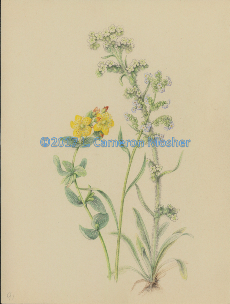 Gallery – Cora Mosher Floral Art