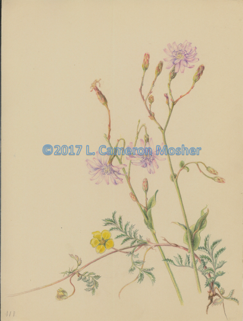 Gallery – Cora Mosher Floral Art