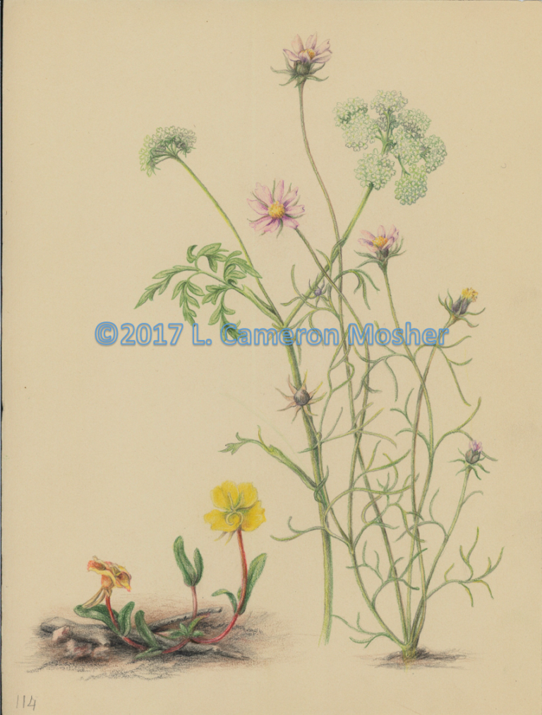 Gallery – Cora Mosher Floral Art