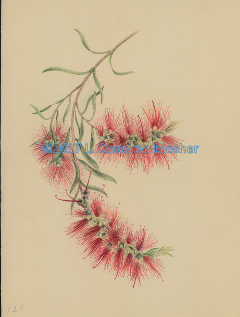 Gallery – Cora Mosher Floral Art