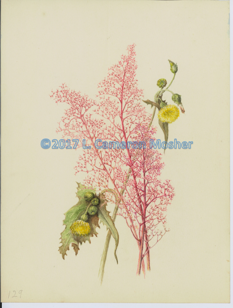 Gallery – Cora Mosher Floral Art
