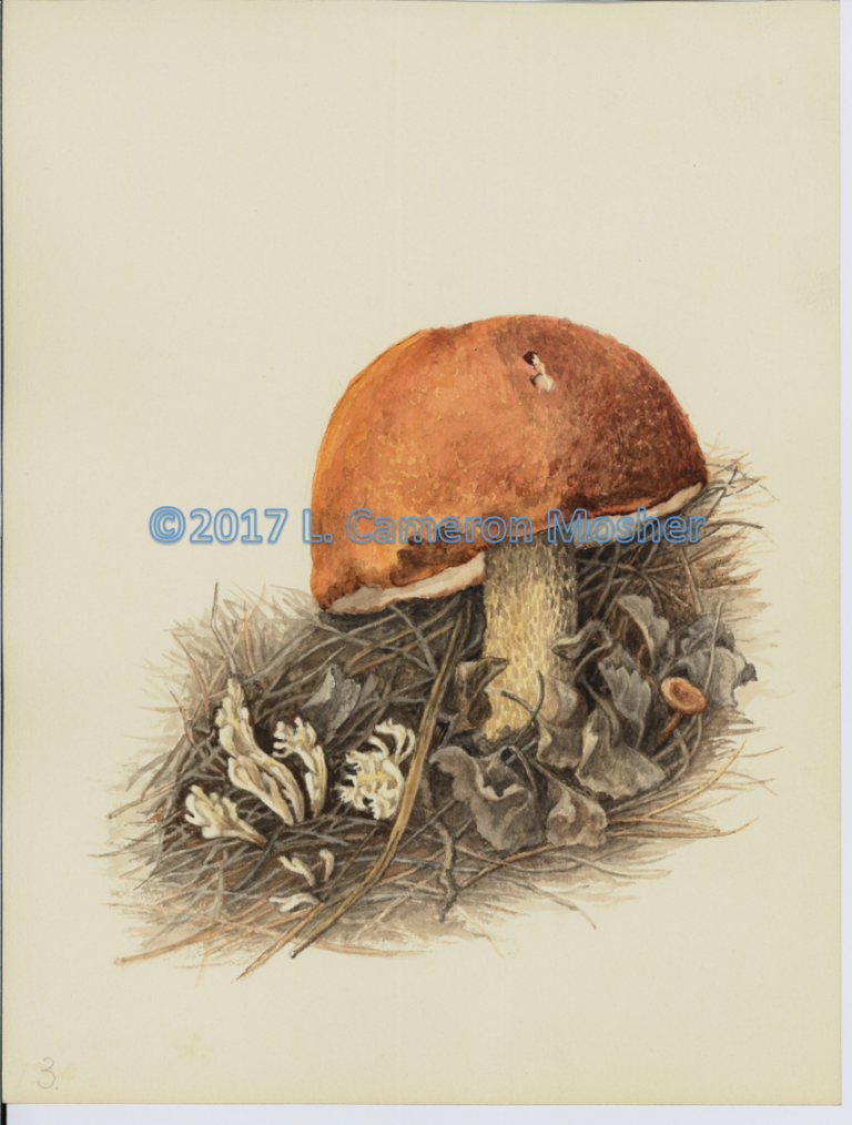 Gallery – Cora Mosher Floral Art